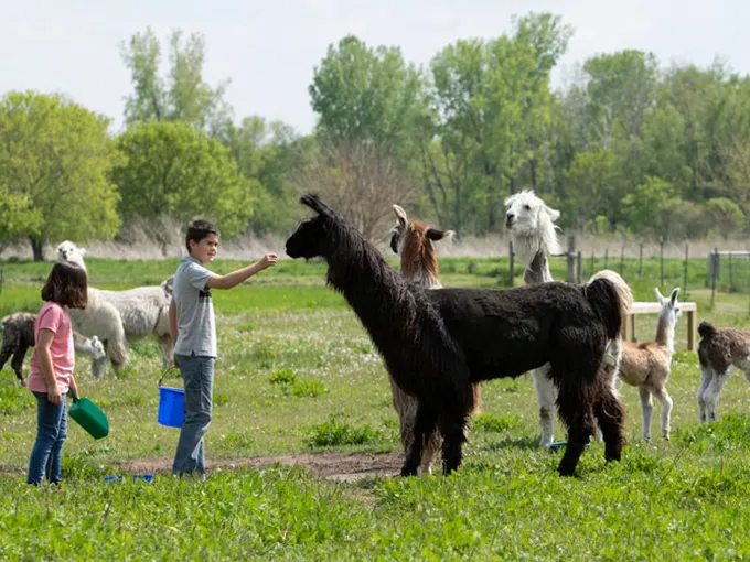 Midwest Llama Packing 1