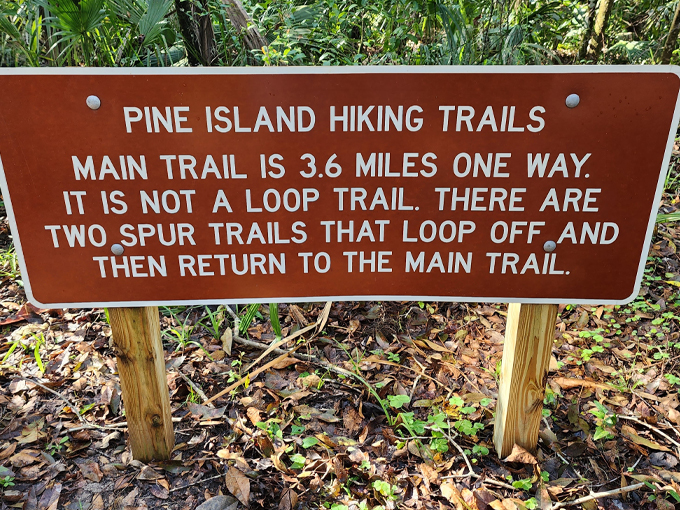 Pine island hiking trail 2