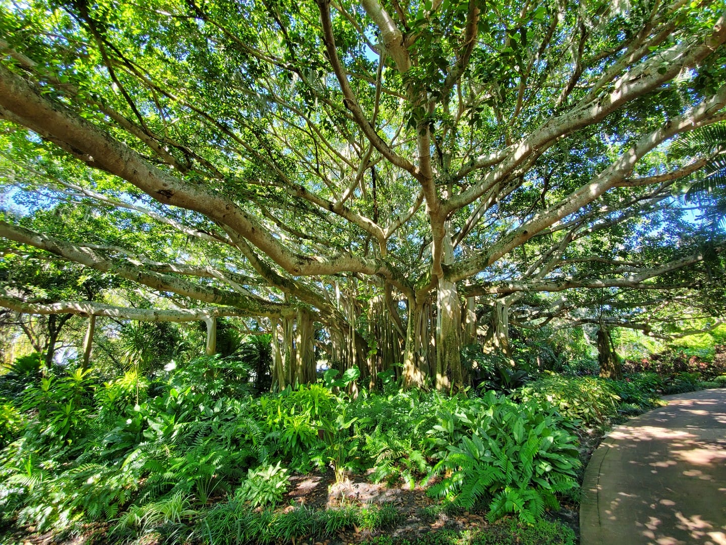 The Banyan Tree at the beautiful Cypress Gardens