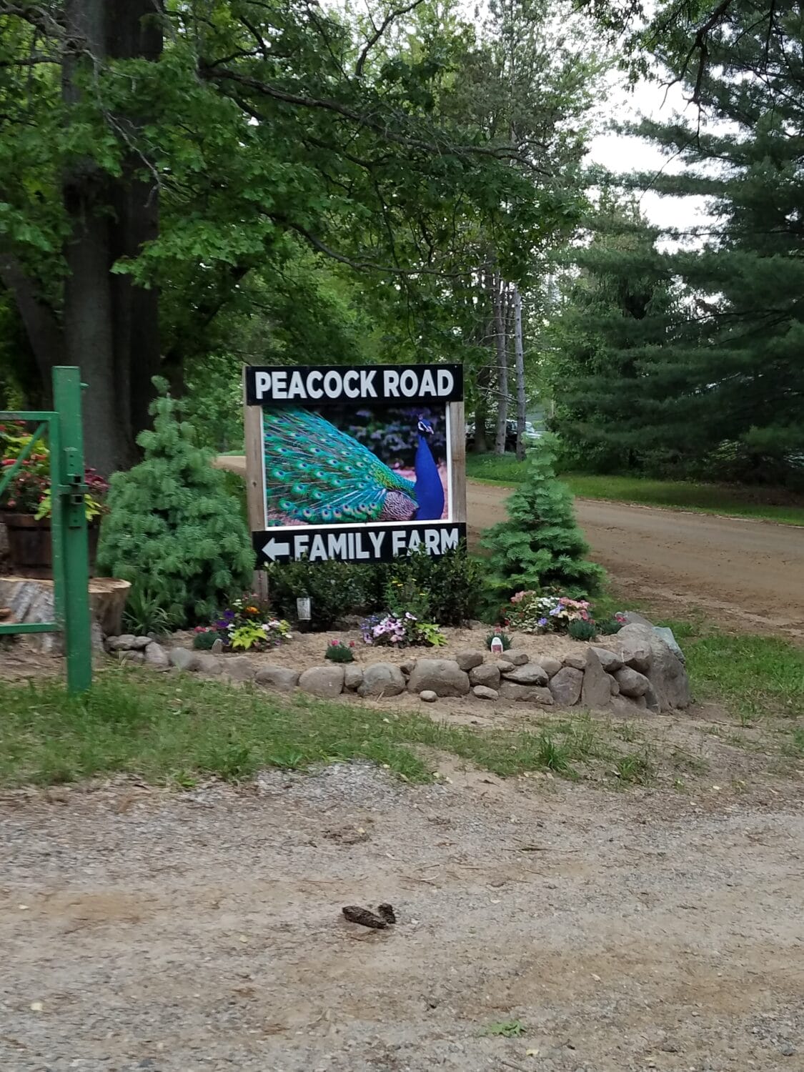 the entrance to peacock road family farm is marked by a welcoming sign adorned with an image of a peacock set among verdant trees and decorative plantings