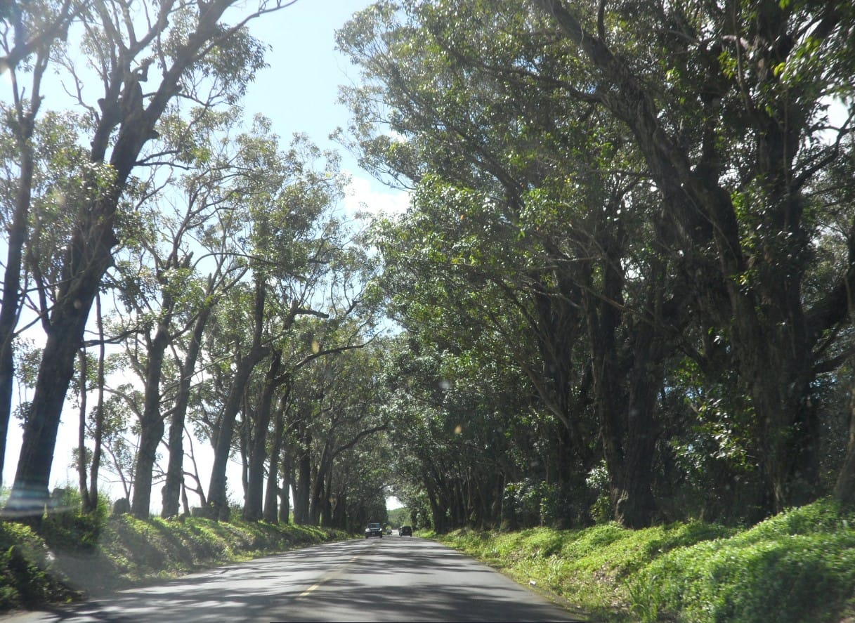 the gorgeous canopy trees along the way