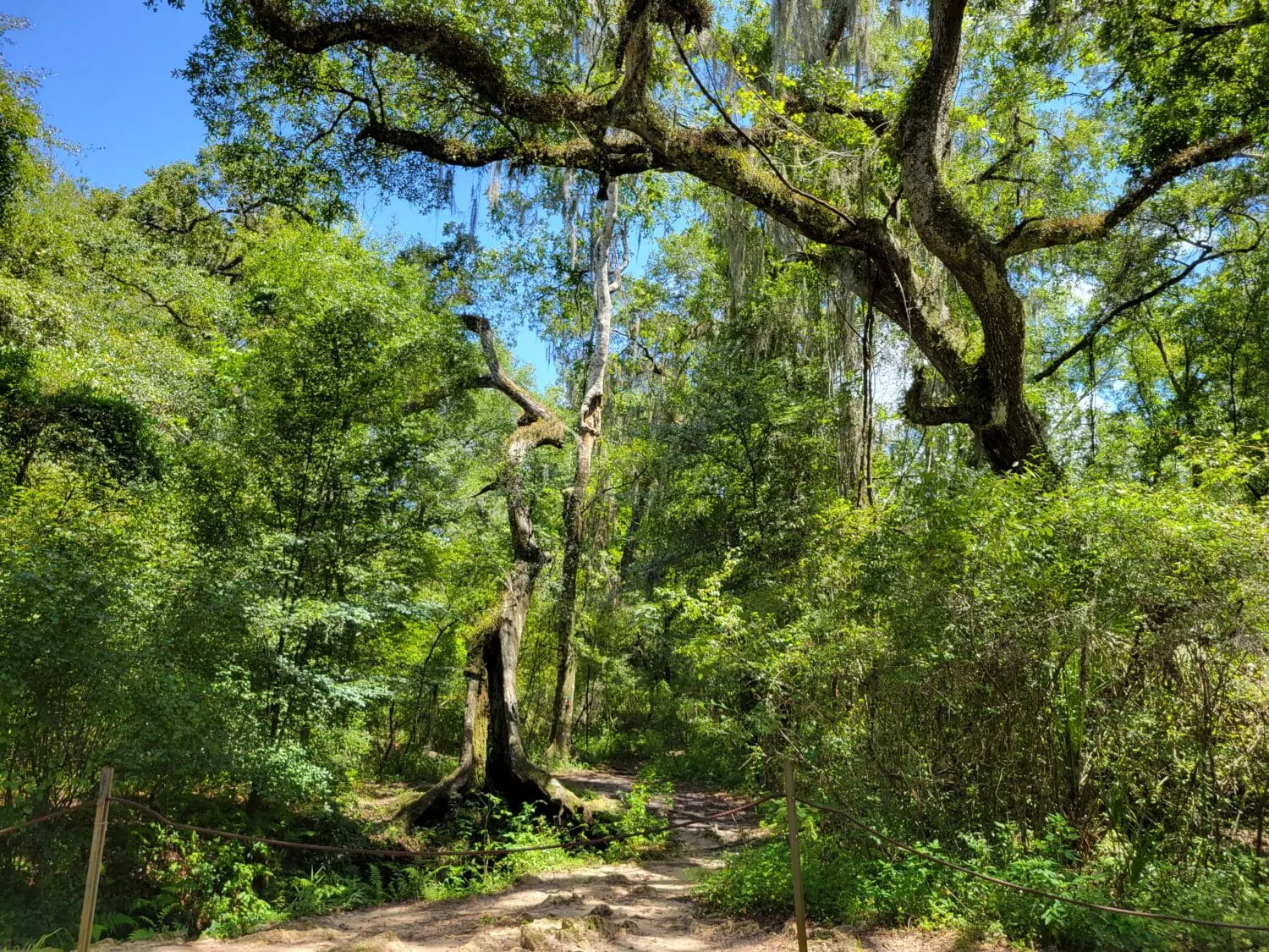 the lush greens surrounding the trail to dames cave