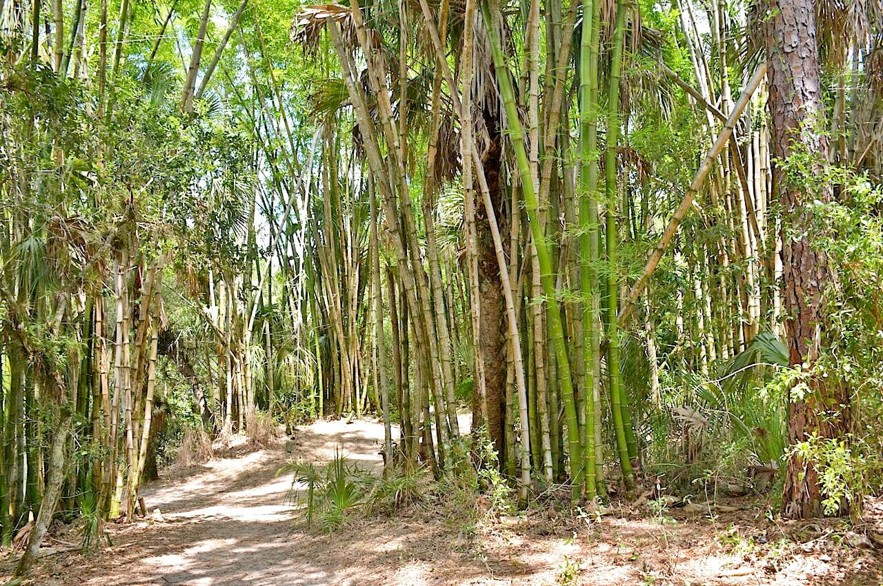 The majestic bamboo forest.