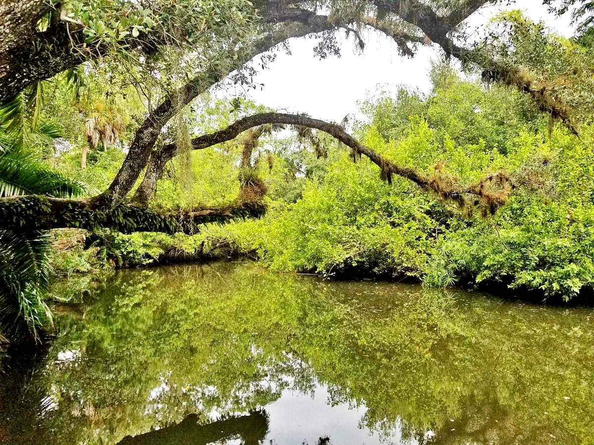 The stunning Estero river which can be found in the state park