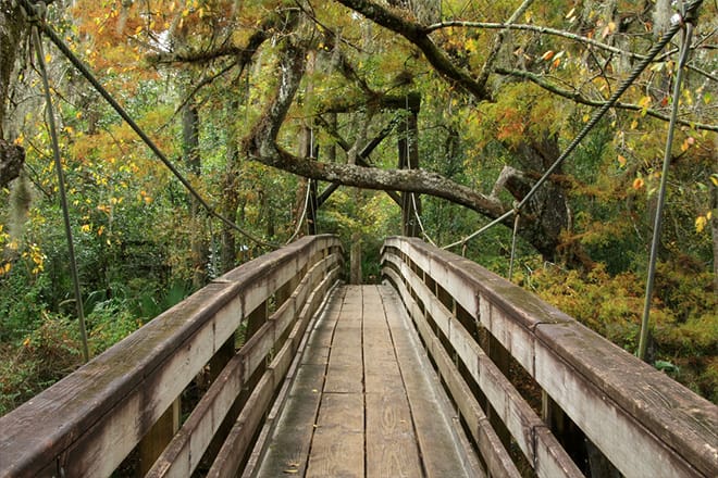 the stunning suspension bridge in hillsborough river state park