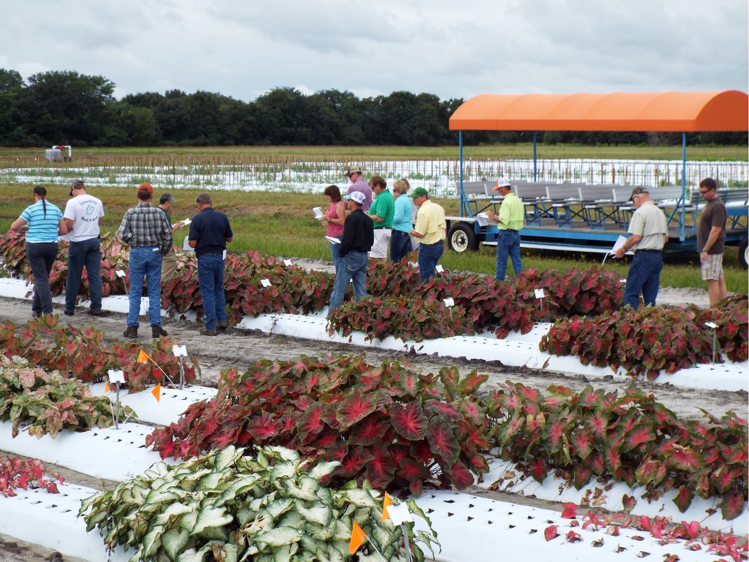 tourist gathered for the festival where caladium plants are displayed