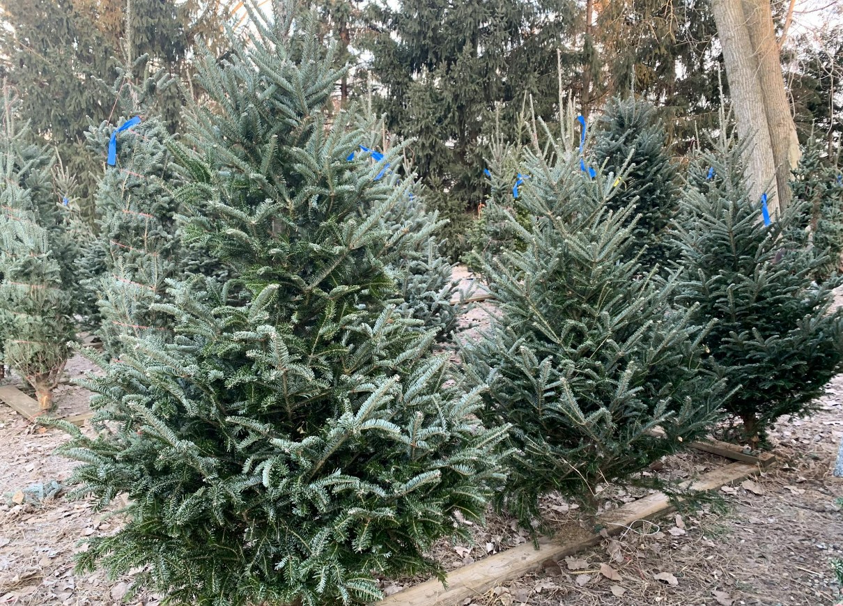 trees ready for cutting at the farm