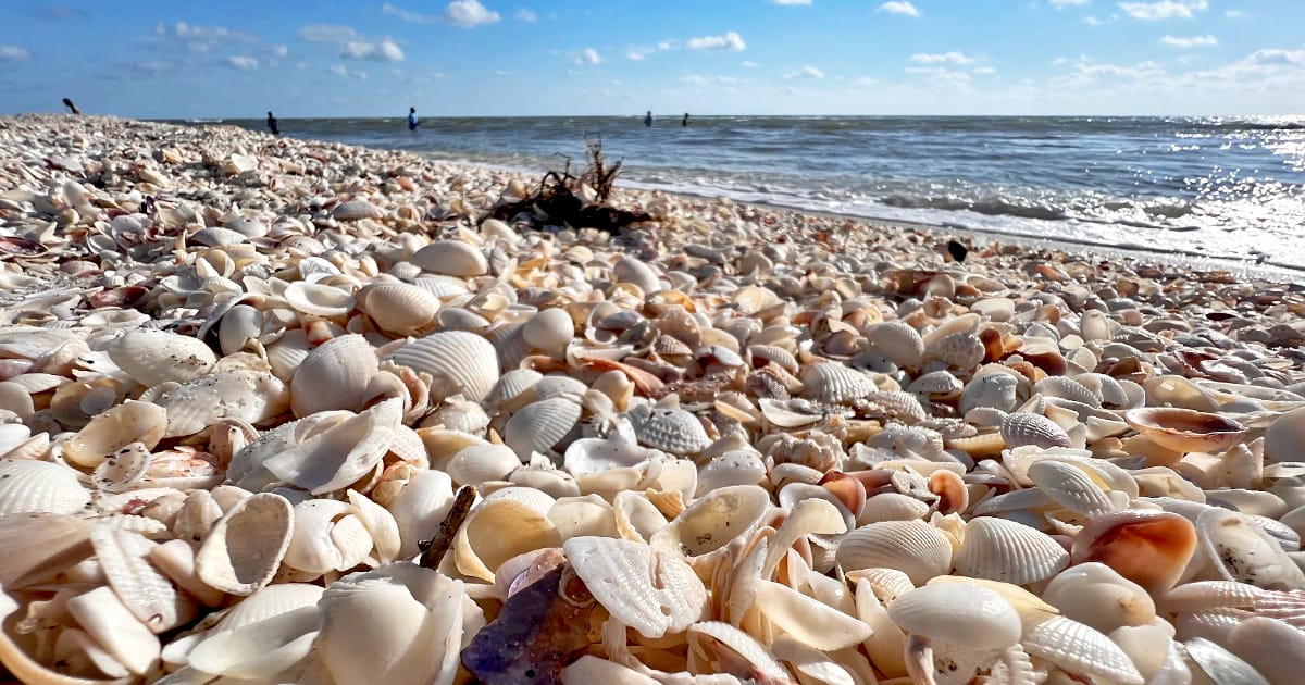 a close-up view of Blind Pass Beach covered in a multitude of seashells with the ocean in the background and people in the distance