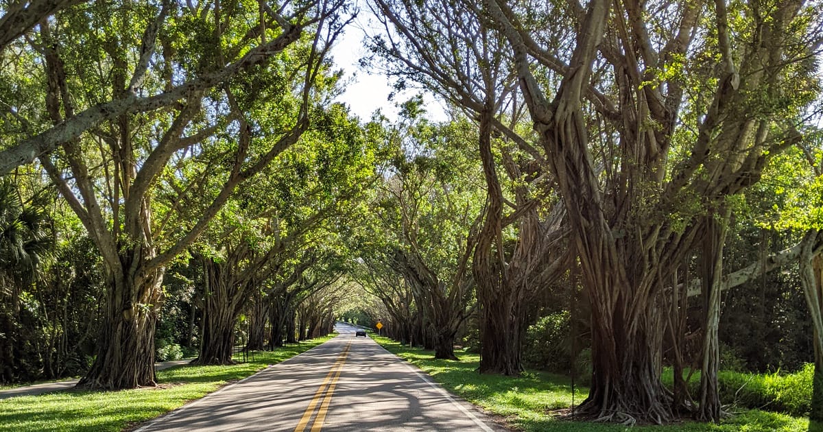 a serene tunnel of trees in Hobe Sound