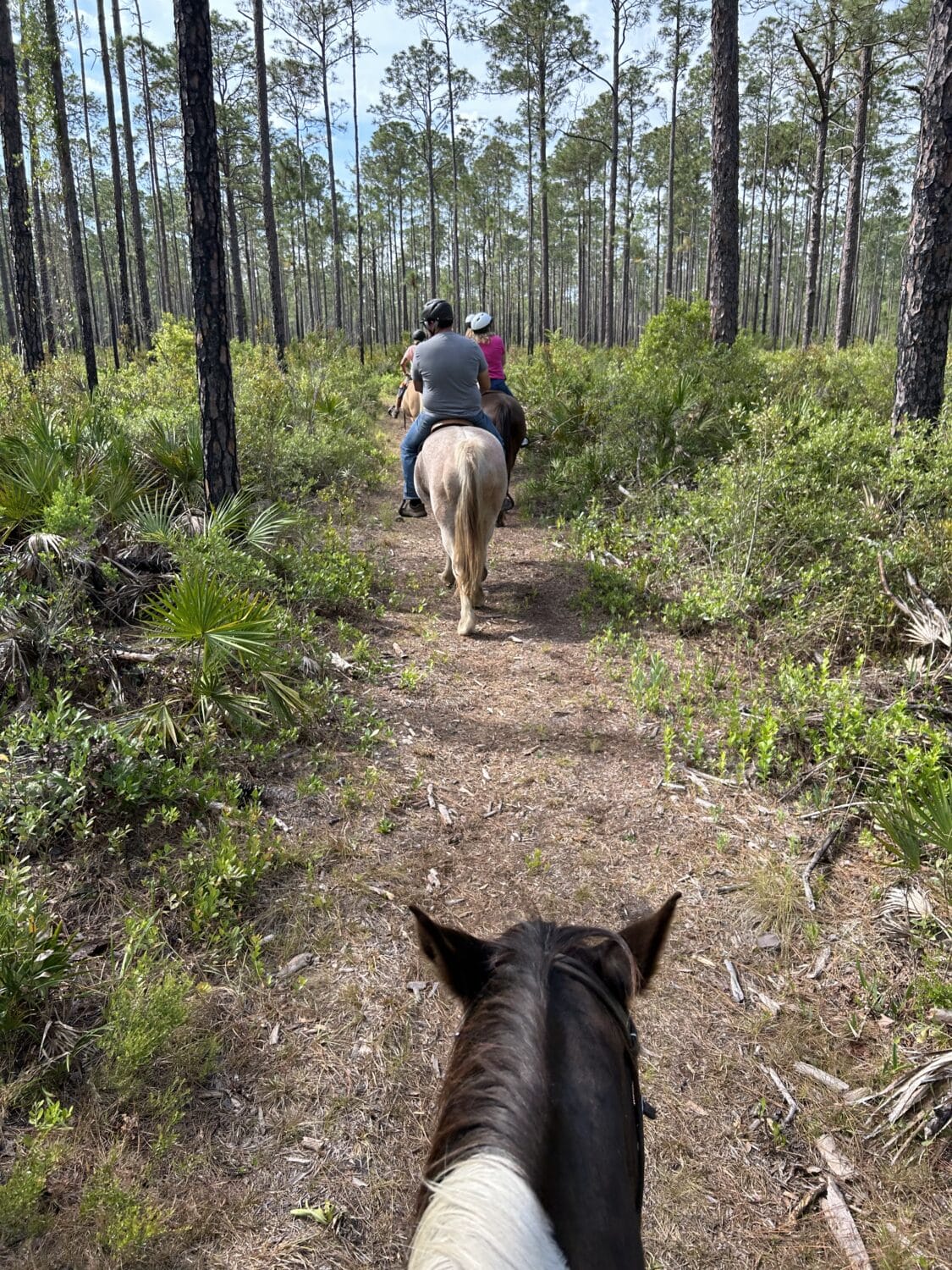 horseback ride in the nature trail of goethe state forest