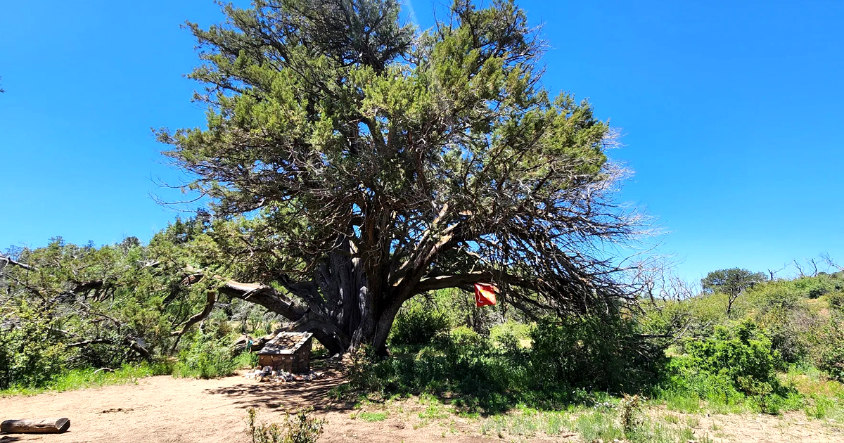 2000 year tree arizona ftr