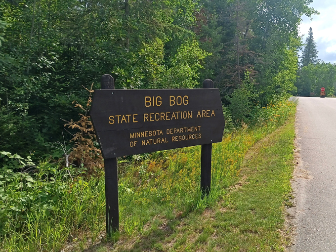 big bog state recreation area 1