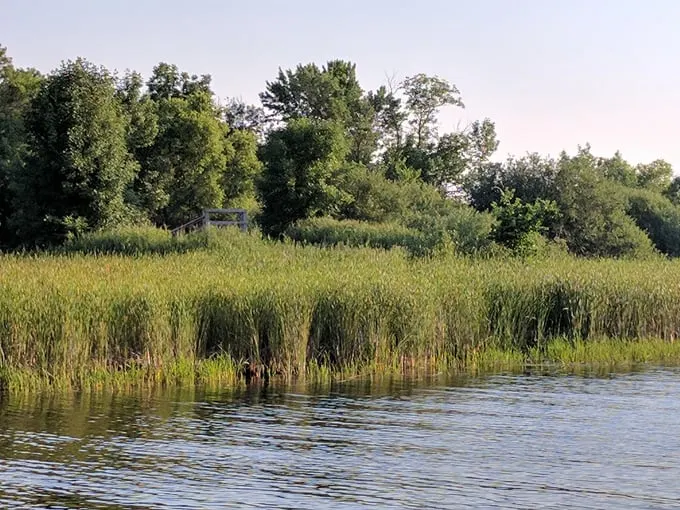 big bog state recreation area 7