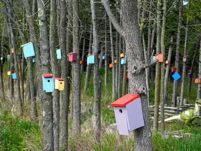bird house forest 1