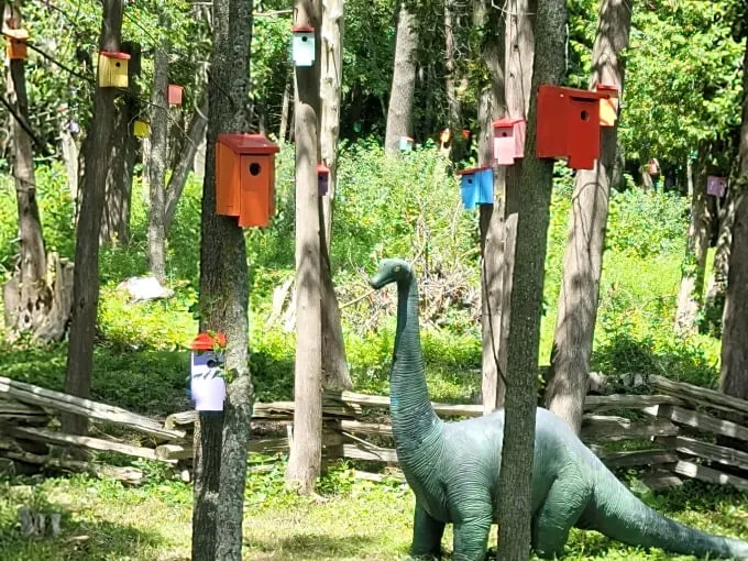 bird house forest 6