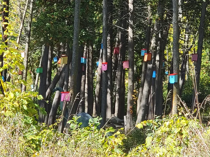 bird house forest 7