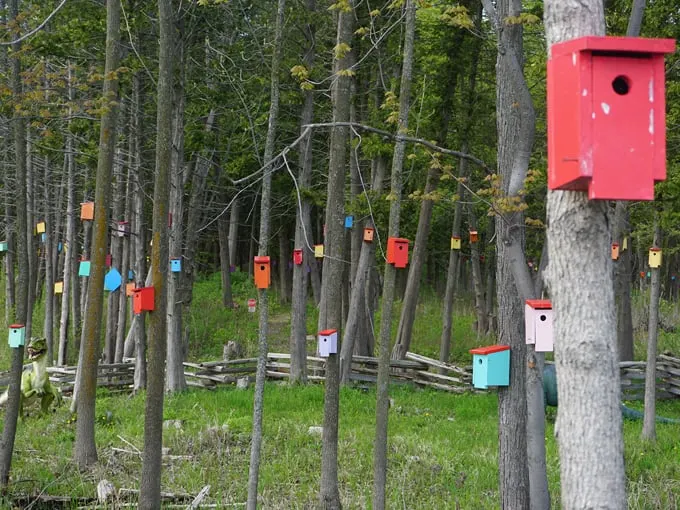 bird house forest 8
