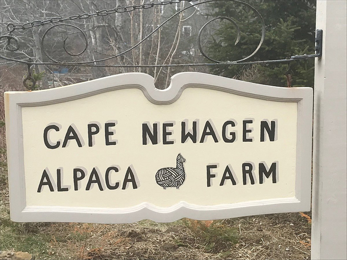 cape newagen alpaca farm 1