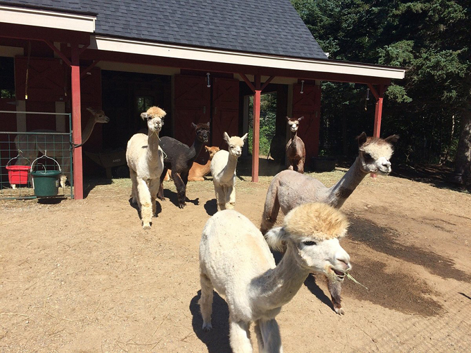 cape newagen alpaca farm 2