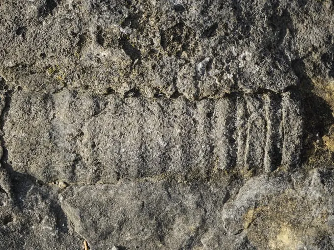 chazy fossil reef 2