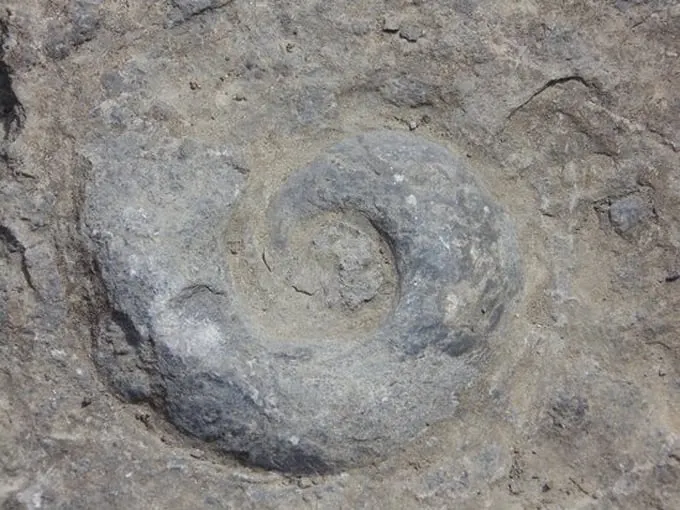 chazy fossil reef 9
