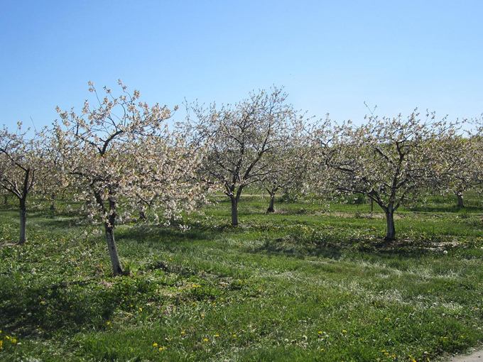 lautenbachs orchard country 5