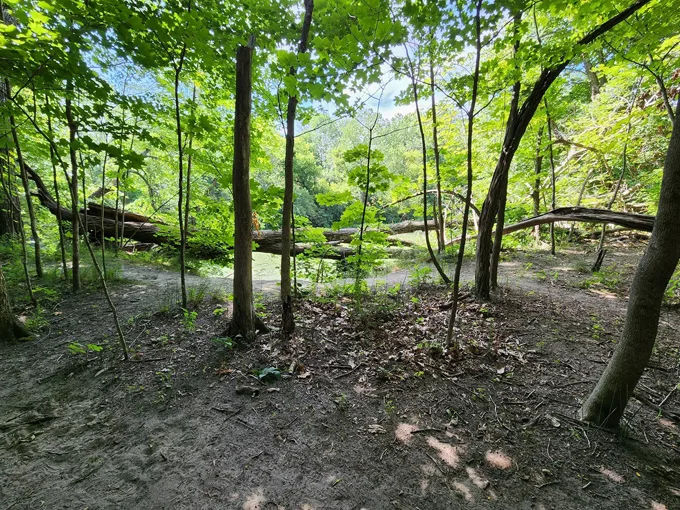 oak nuts park 2