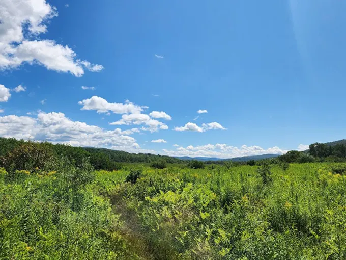 west rutland marsh 2