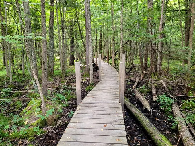 west rutland marsh 6