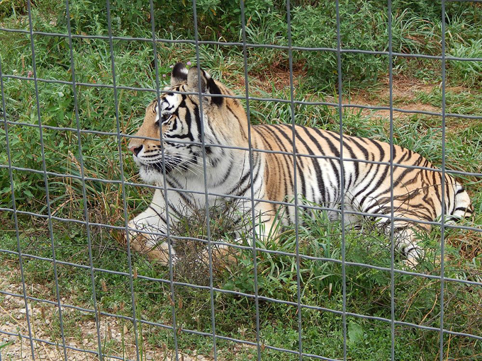 wisconsin big cat rescue and education center 2