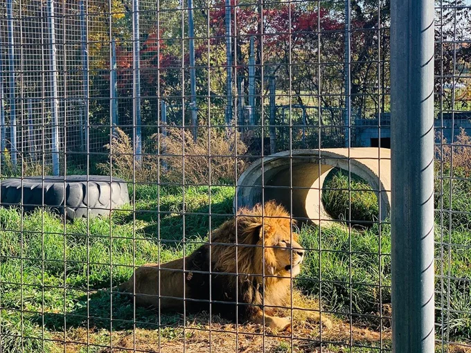 wisconsin big cat rescue and education center 9