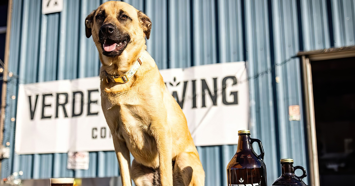dog friendly arizona brewery ftr