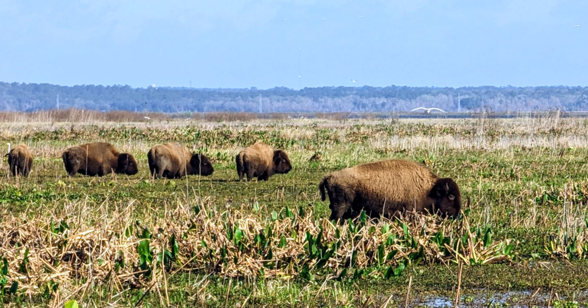 florida state park bison ftr