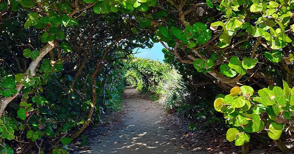 majestic tree tunnels florida ftr