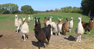 minnesota llama farm ftr