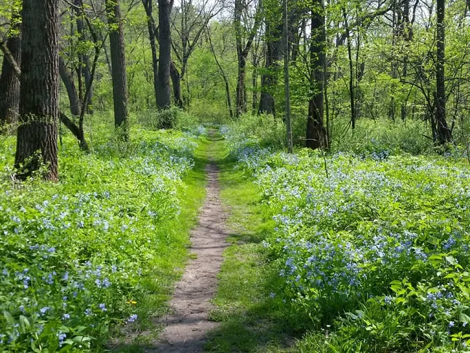 minnesota state park roadtrip 6