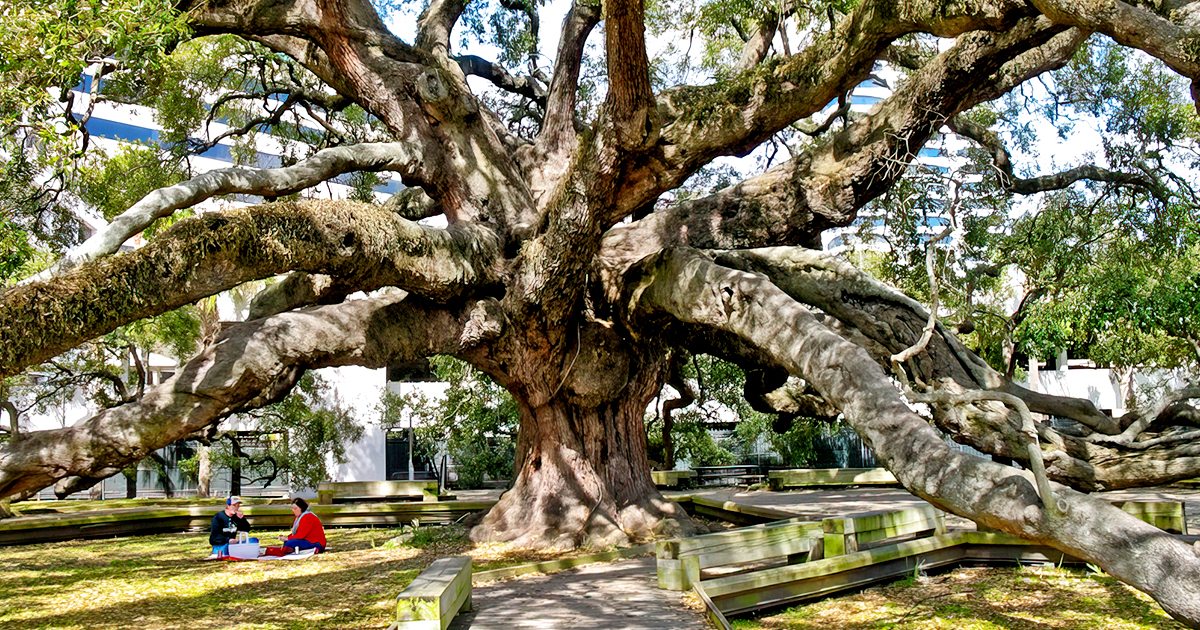 oak tree park florida ftr