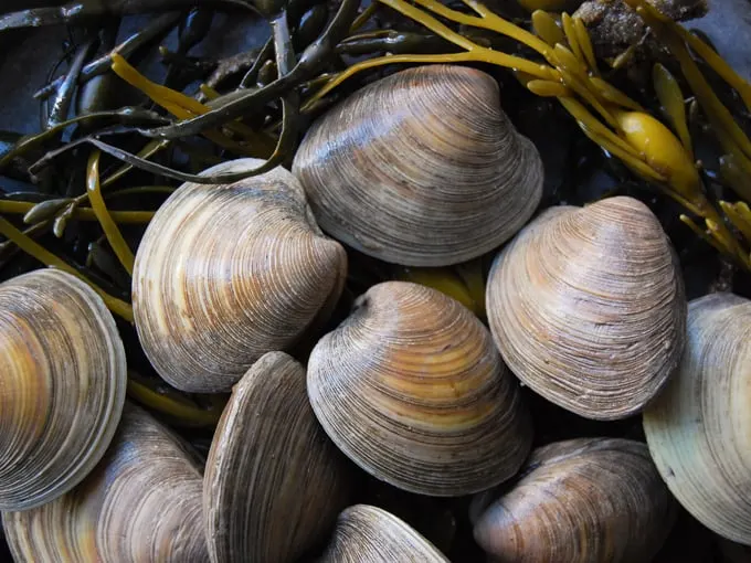 Quirky Local Maine Phrases 10