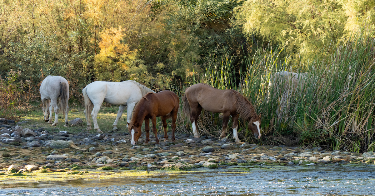 wild horses in arizona ftr