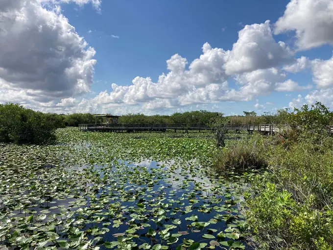 anhinga boardwalk trail 5