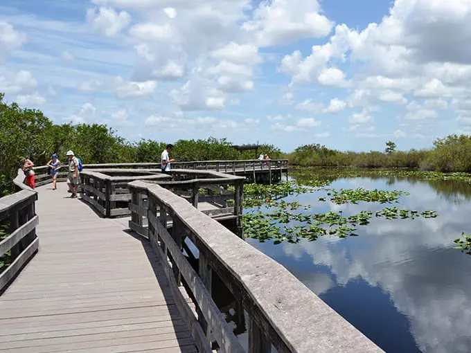 anhinga boardwalk trail 9