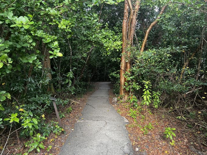 anhinga boardwalk trail 6