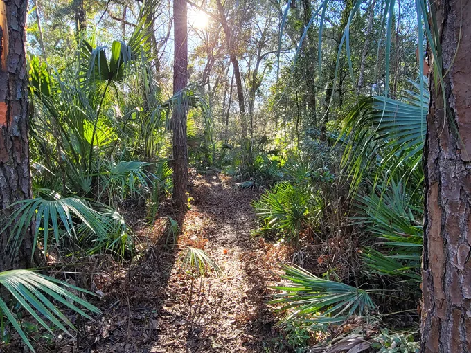 aucilla sinks loop 3