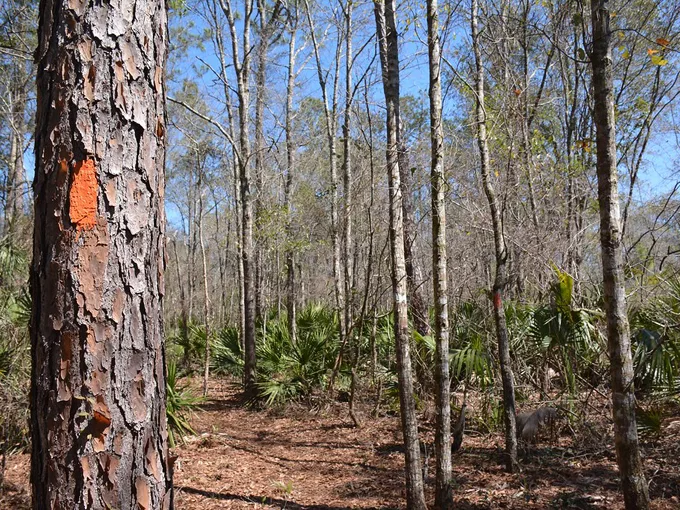 aucilla sinks loop 5