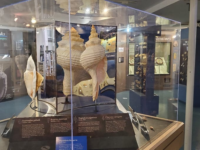 bailey matthews national shell museum 3