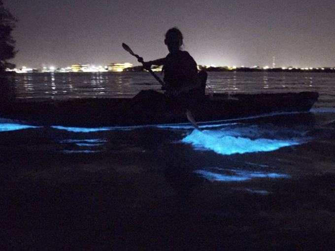 bioluminescence tours 3