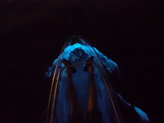 bioluminescence tours 4