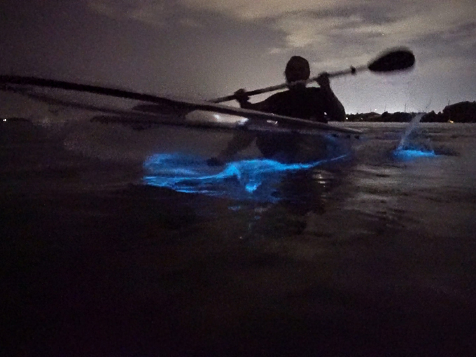 bioluminescence tours 5