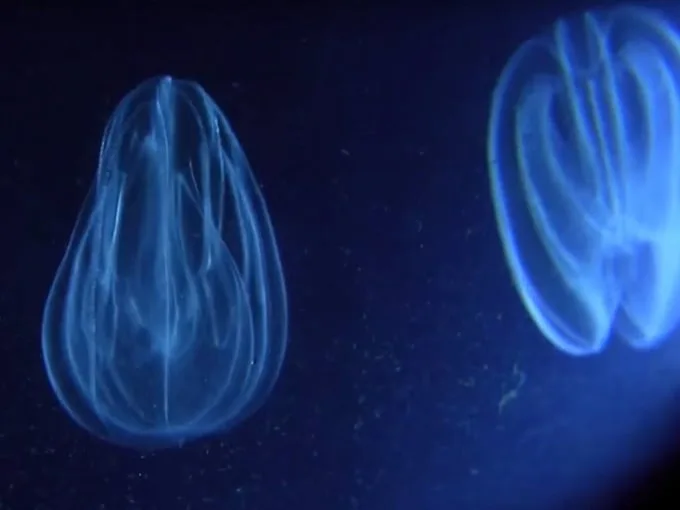 bioluminescence tours 6