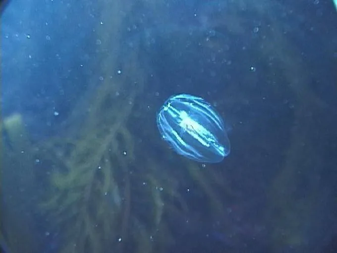 bioluminescence tours 7